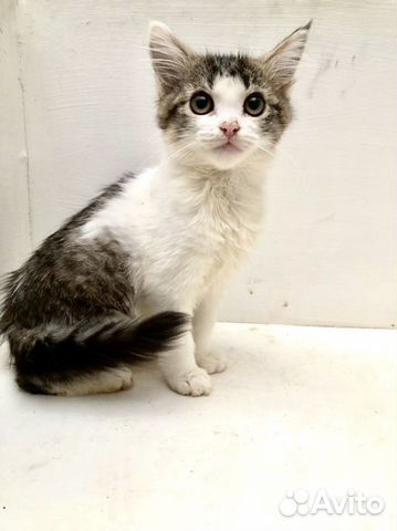 Котята манчкин