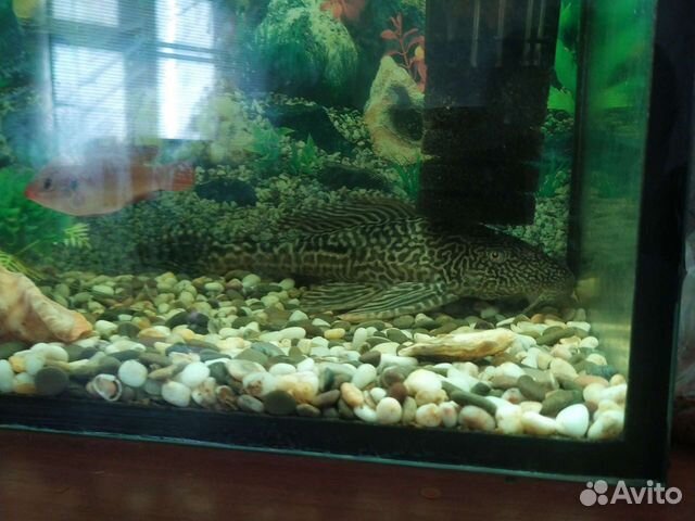 Сом порчевый