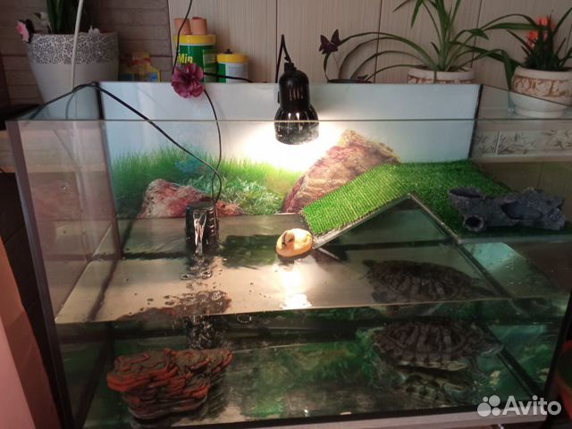 Красноухая черепаха с аквариумом