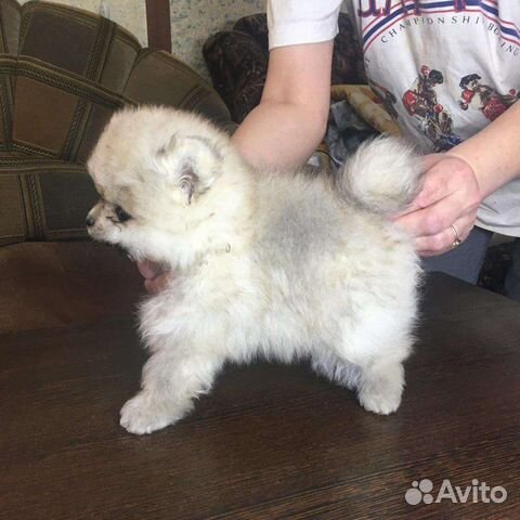 Померанский шпиц