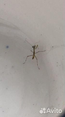 Детеныш богомола