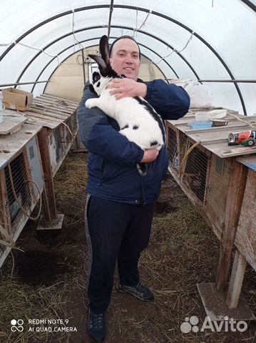 Кролик строкач