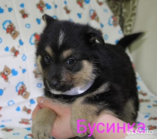 Весёлая Бусинка в добрые руки