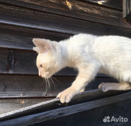 Котята тонкинез Х тайский