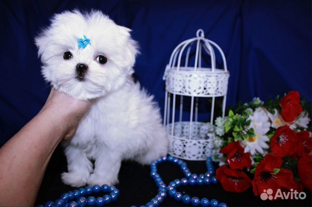 Очень кукольный мини мальчик 2,5 мес