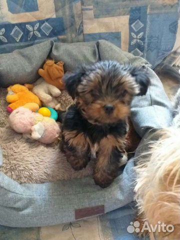 Йоркширский терьер