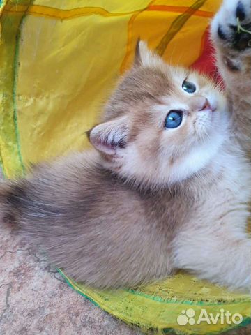 Котёнок