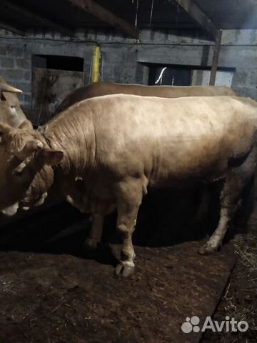 Бычек недельный от этого быка