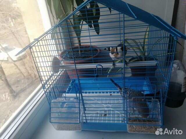 Волнистый попугай вместе с клеткой