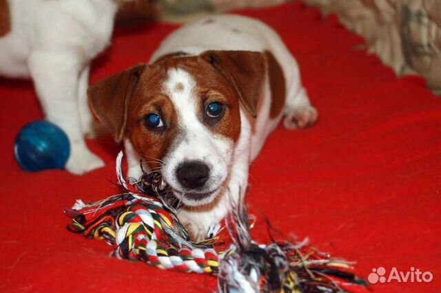 Джек Рассел терьер девочка