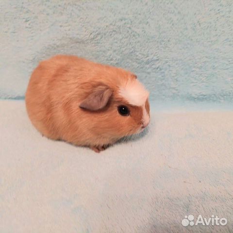 Девочка цветной крестед