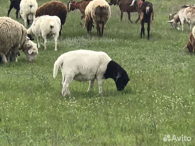 Чистокровный ягненок породы дорпер