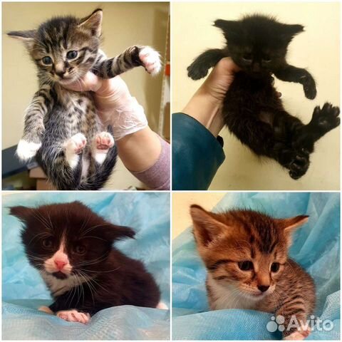 Открыто бронирование на котят от 21.03