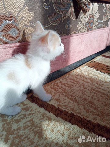 Котик в дар