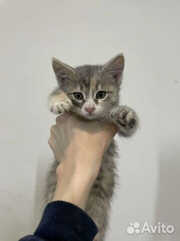 Котёнок 7 недель