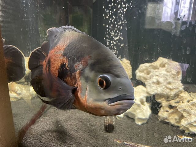 Астронотусы