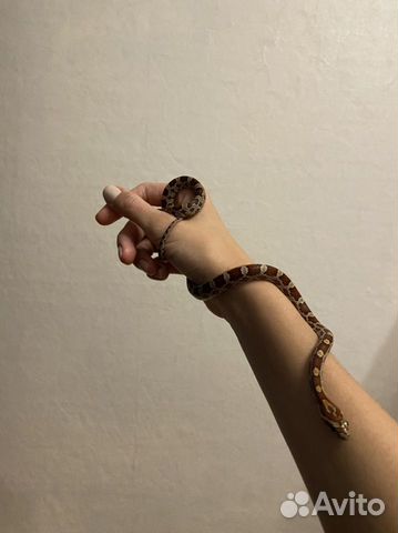Змея маисовый полоз