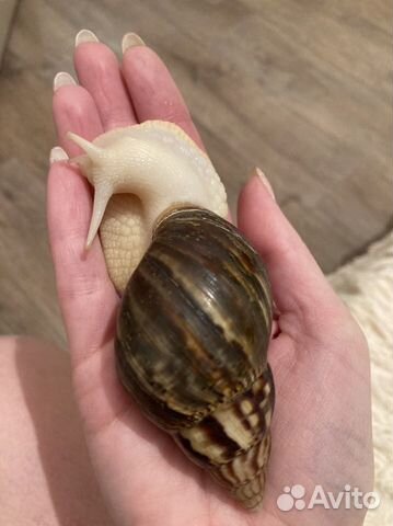 Улитка ахатина альбинос