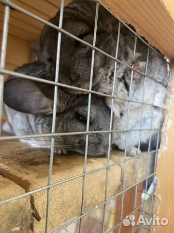 Пара шиншилл