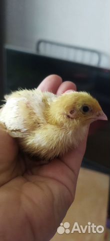 Перепелята