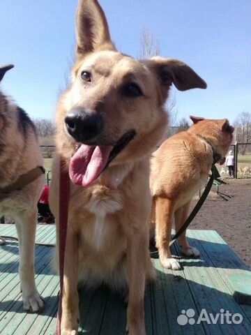 Милая Соня будет вам хорошим другом