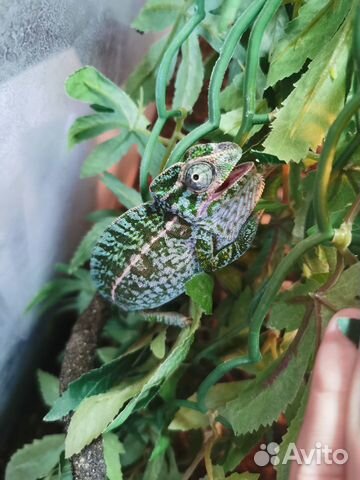 Ковровый хамелеон (Furcifer lateralis)