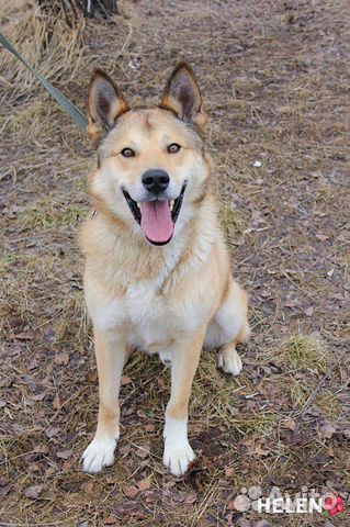 Собака в добрые руки