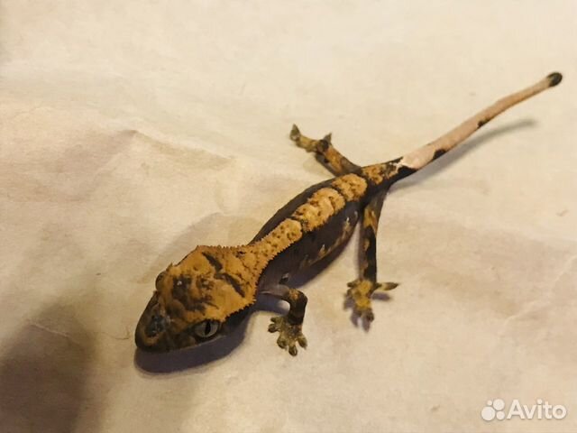 Реснитчатый геккон бананоед "extreme harlequin"