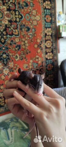 Крыса дамбо