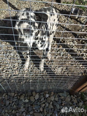 Продаю долматинца