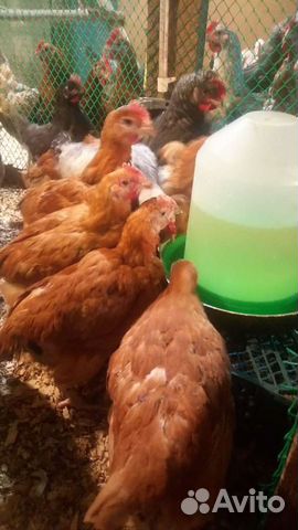 Венгерский великан цыплята