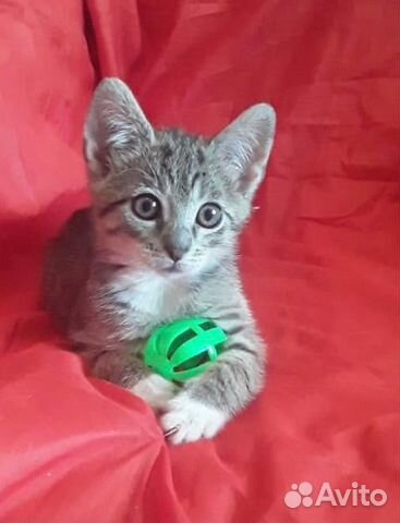 Полосатый котенок мальчик в дар