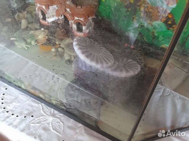 Краснаухие черепашки