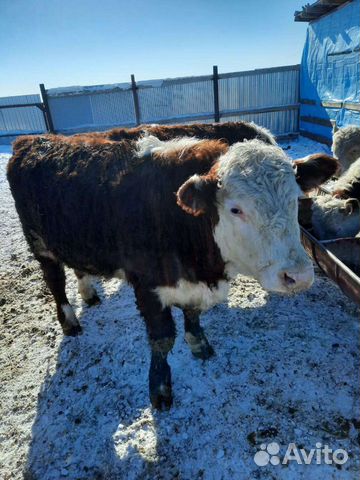 Телочки бычки телки быки