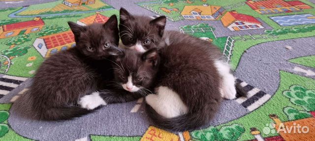Котята отдам бесплатно