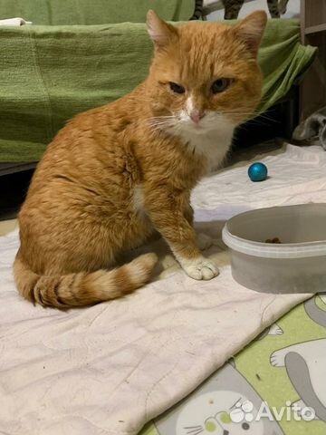 Ласковый кот Кеша 2 года