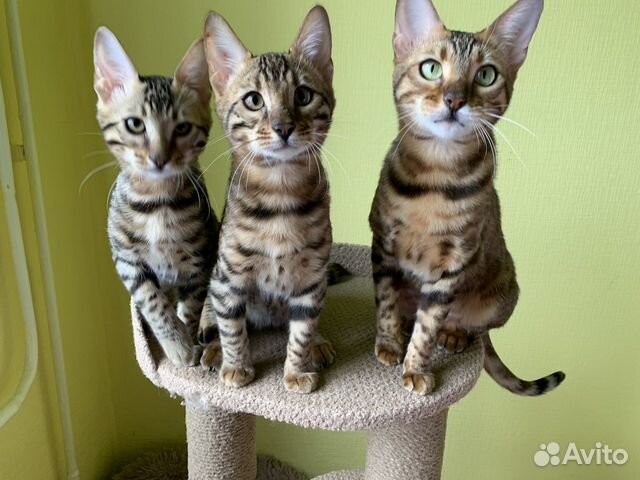 Бенгальские котята из Сибири
