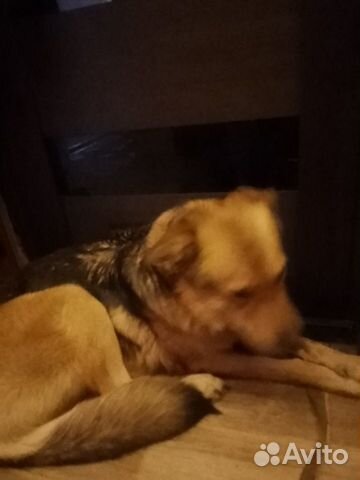 Собаки в дар бесплатно