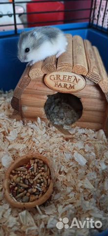 Хомяки джунгарики