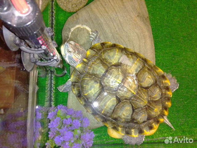 Красноухая черепаха с аквариумом