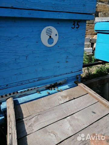 Продам пчелосемьи