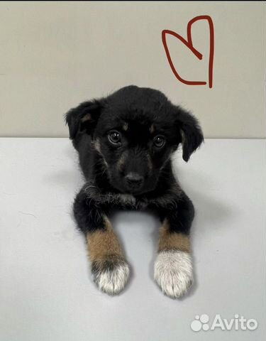 Щенок в добрые руки