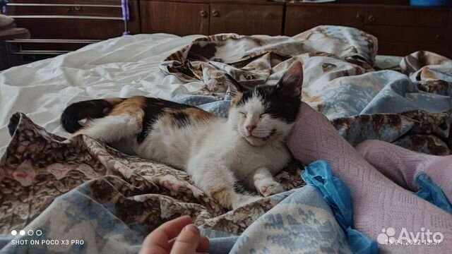 Кошка в дар