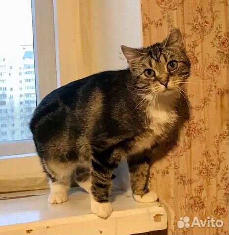 Кошка в дар