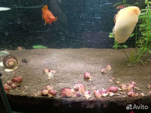 Улитки ампулярии