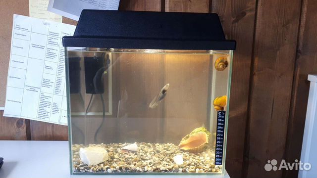 Аксолотль с аквариумом