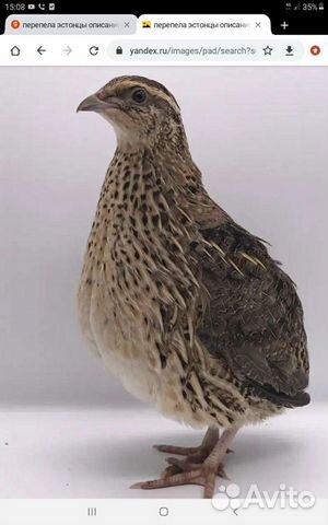 Перепела эстонцы, самцы