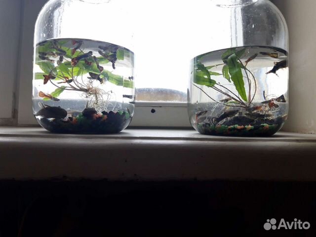 Рыбки (много)