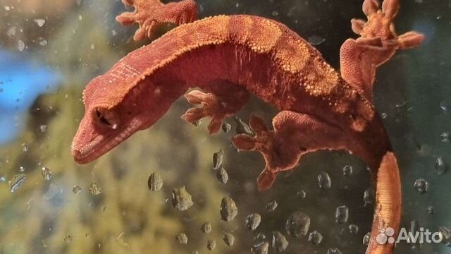 Геккон бананоед реснитчатый 4см. Малыши