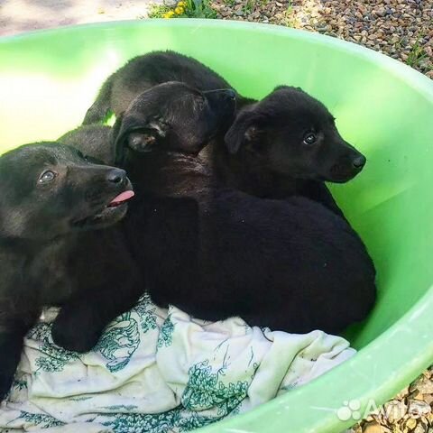 Щеночки-талисманы бесплатно